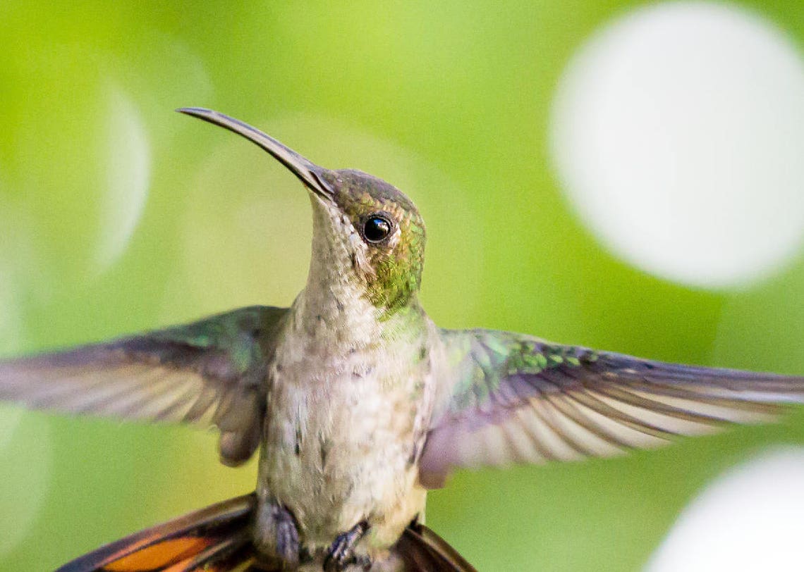 Hummingbird Wall Art Hummingbird Photo Bird Photo - Etsy