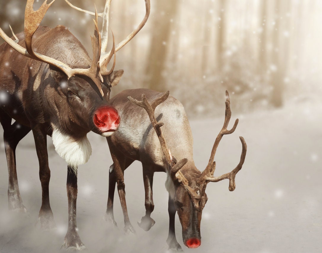 Reindeer Backdrop Digital Backdrop Children Photo Edit | Etsy