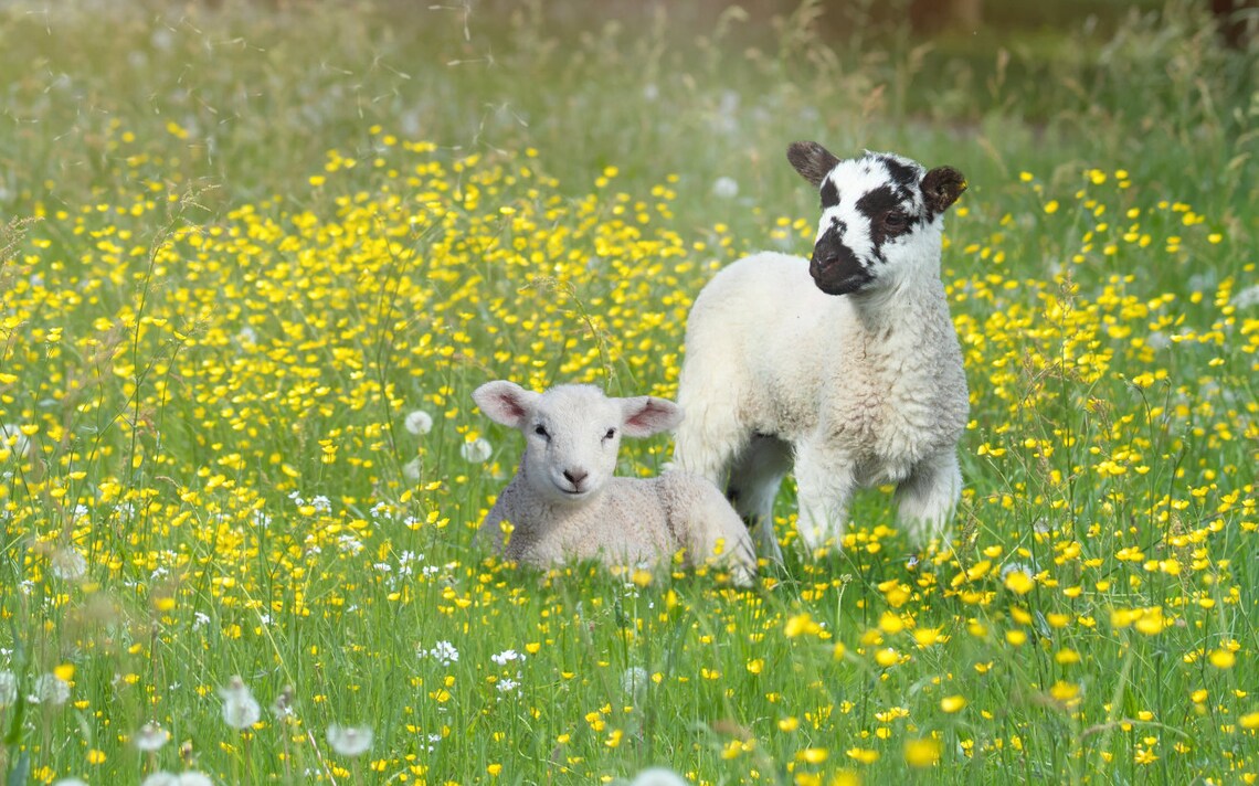 Swing and Lambs Scene Easter Backdrop Premade Backdrop - Etsy