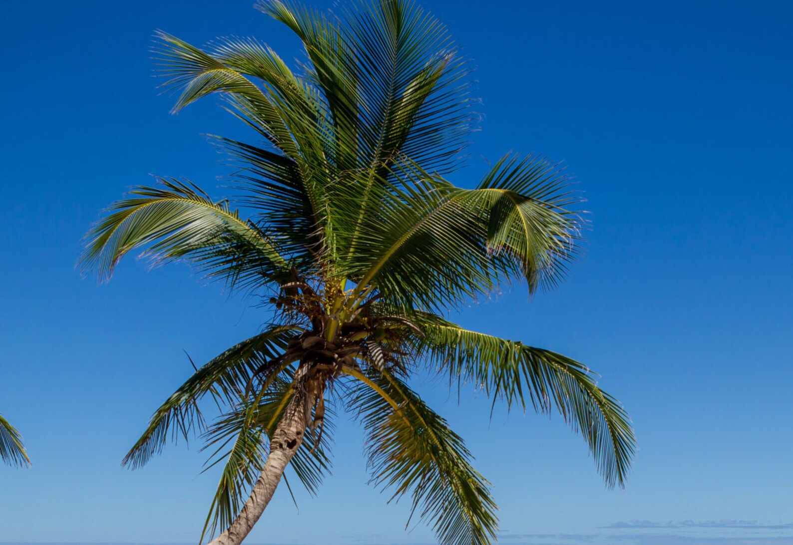 Caribbean Beach scene Beach Backdrop premade Backdrop | Etsy