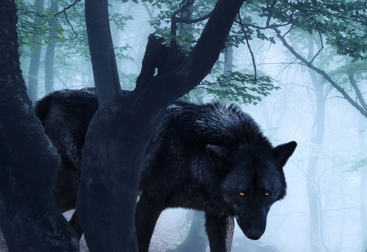 Black Wolf Scene Premade Backdrop Wolf Backdrop Digital | Etsy