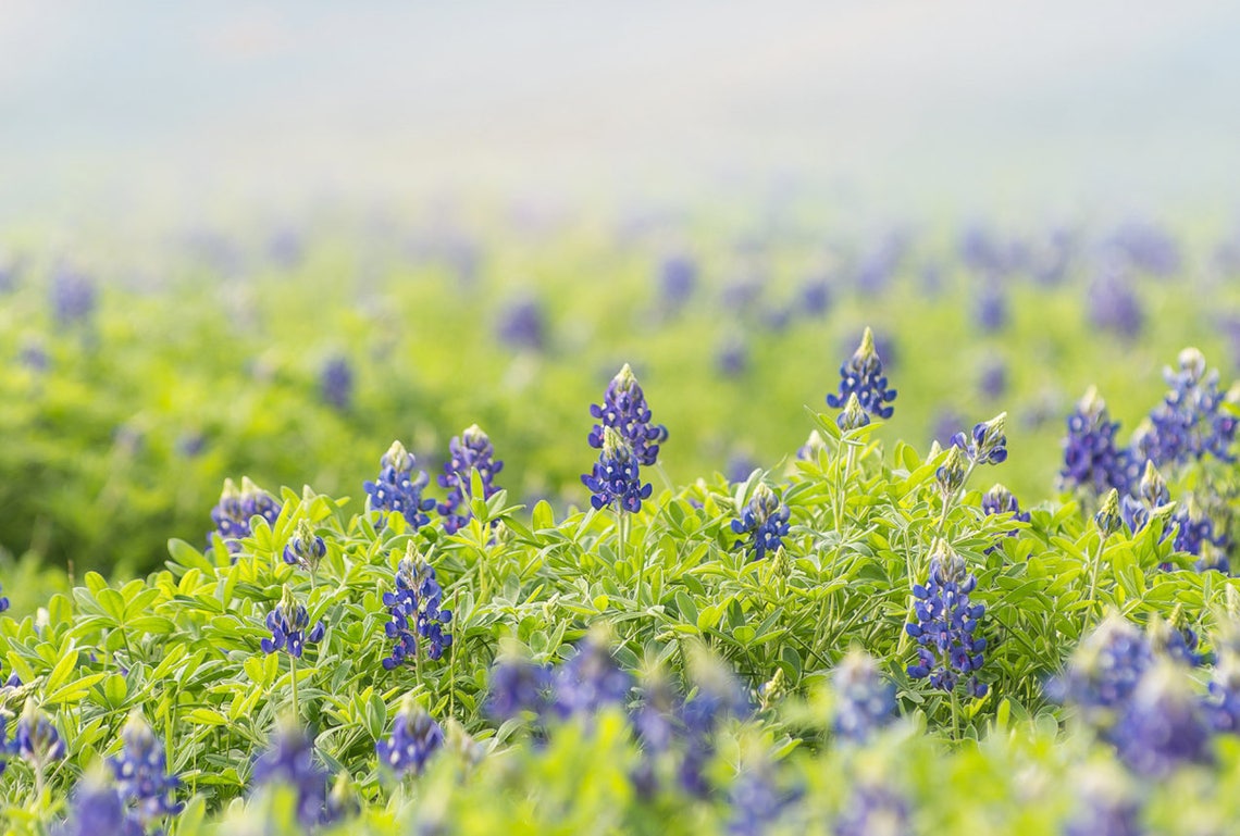 Blue Bonnets Backdrop Flower Background premade Backdrop | Etsy