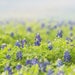Blue Bonnets Backdrop Flower Background Premade Backdrop Digital ...
