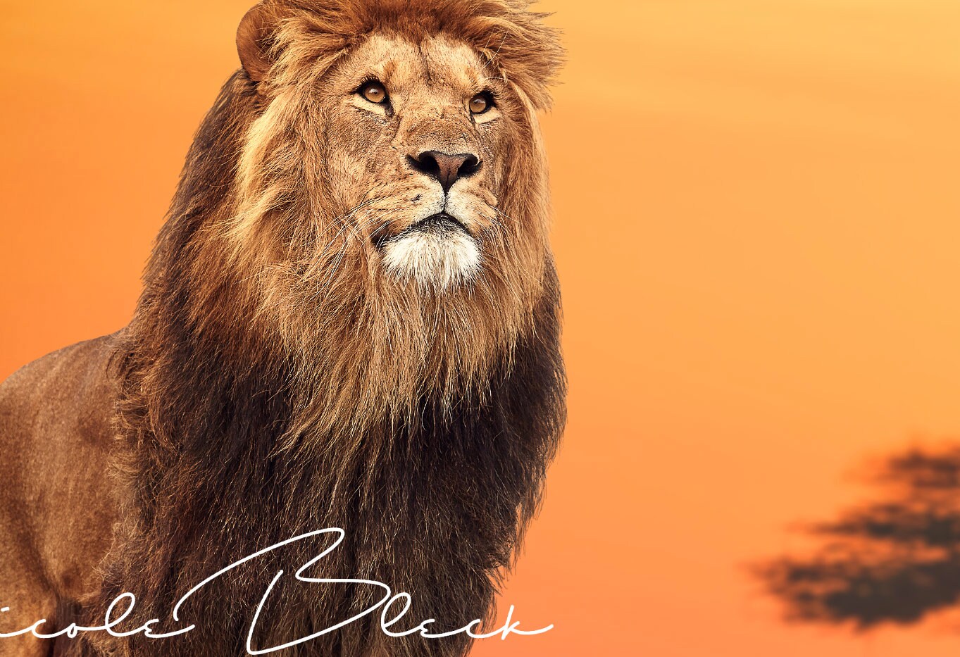 Fondo De Puesta De Sol Rey León