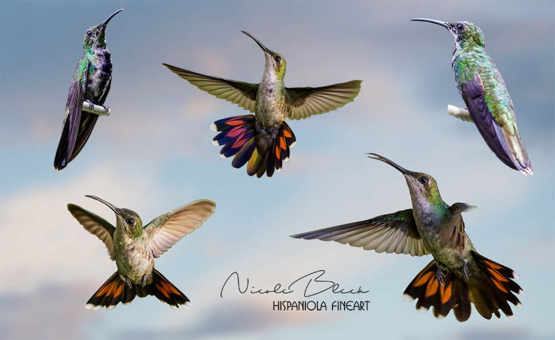 5 Hummingbird PNG Bird Overlay Hummingbird Overlay Bird - Etsy