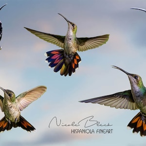 5 Hummingbird PNG Bird Overlay Hummingbird Overlay Bird - Etsy