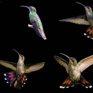 5 Hummingbird PNG Bird Overlay Hummingbird Overlay Bird - Etsy