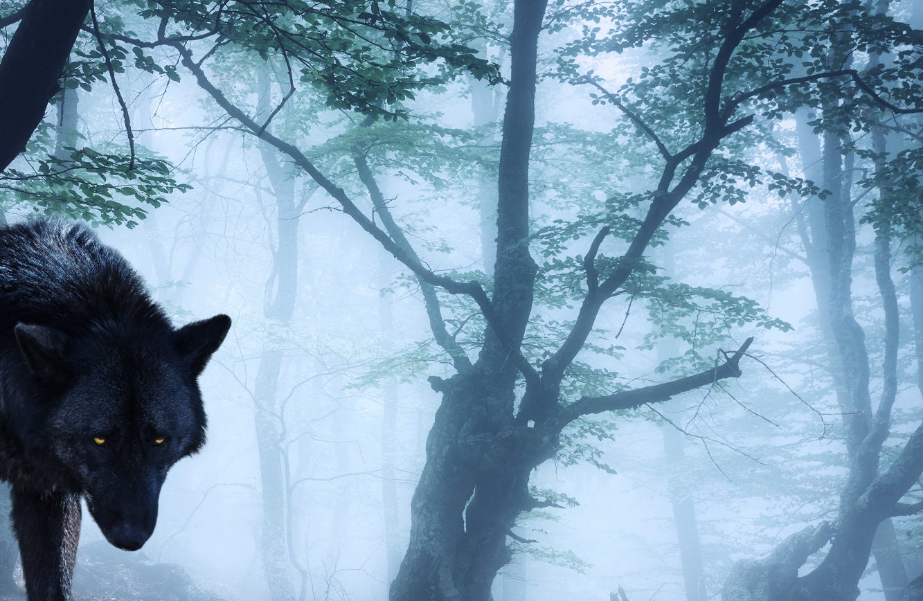 Black Wolf Scene Premade Backdrop Wolf Backdrop Digital | Etsy