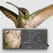 5 Hummingbird PNG Bird Overlay Hummingbird Overlay Bird - Etsy