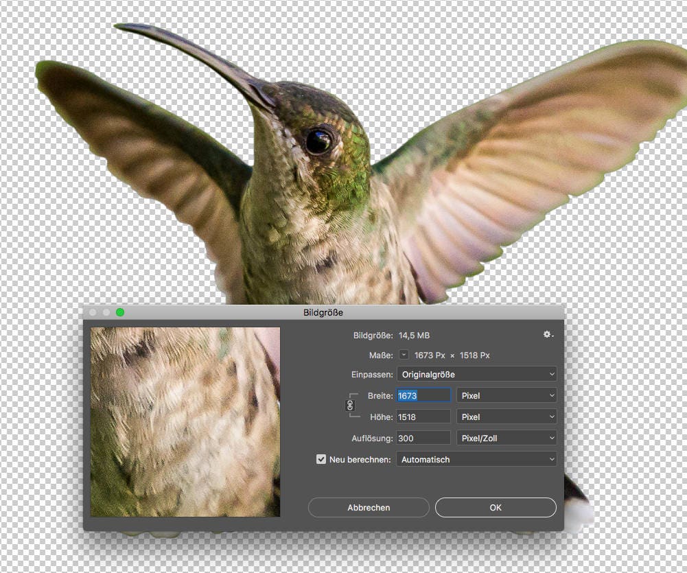 5 Hummingbird PNG Bird Overlay Hummingbird Overlay Bird | Etsy