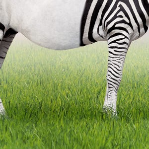 Funny Zebra Background Premade Backdrop Zebra Backdrop Digital Backdrop ...