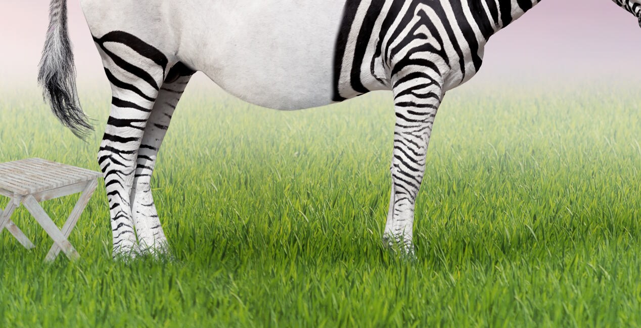 Funny Zebra Background Premade Backdrop Zebra Backdrop | Etsy