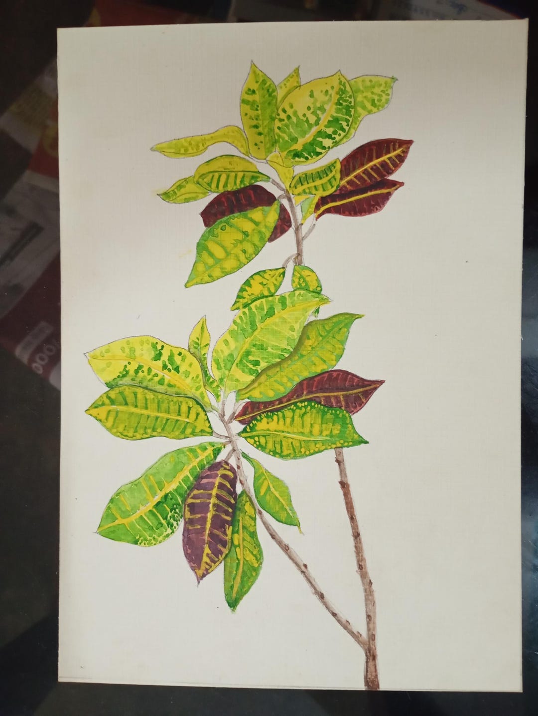 Codiaeum Variegatum Croton Handmade Painting - Etsy