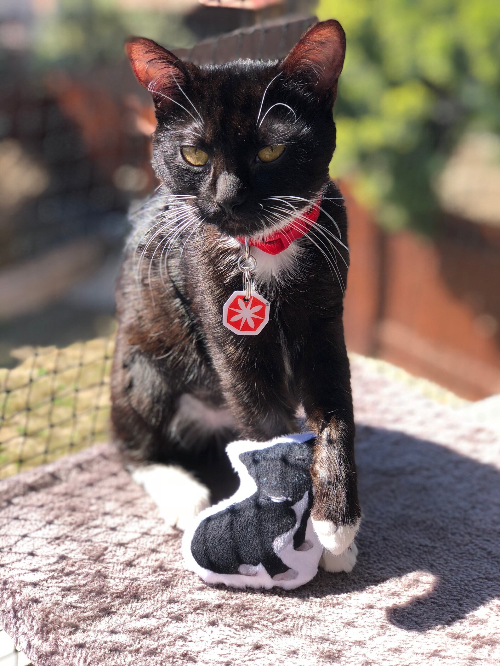Tuxedo Catnip Toy Tuxedo Kitten Plush Cat shaped Toy Cool Cat | Etsy
