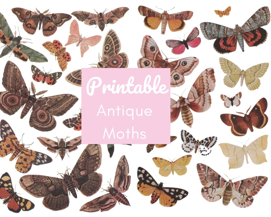 Vintage Moth Clipart: Botanical Collage Sheet (digital Download) - Etsy