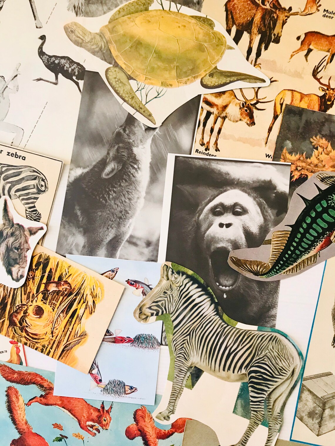 Animal Kingdom collage kit ephemera pack journal paper 50 | Etsy