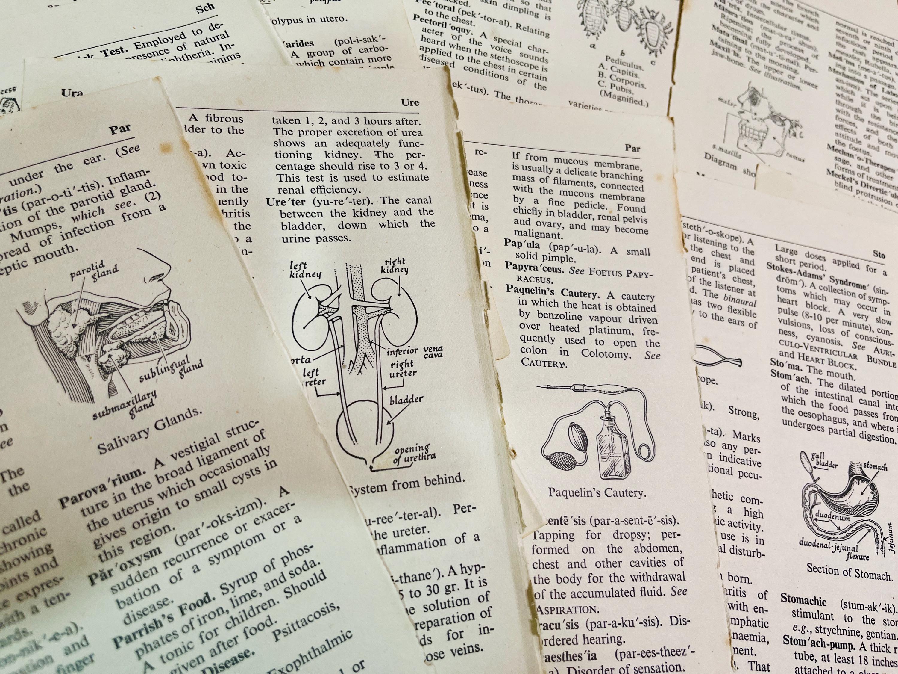 1940s Medical Dictionary Pages: Anatomy Ephemera for Collage - Etsy