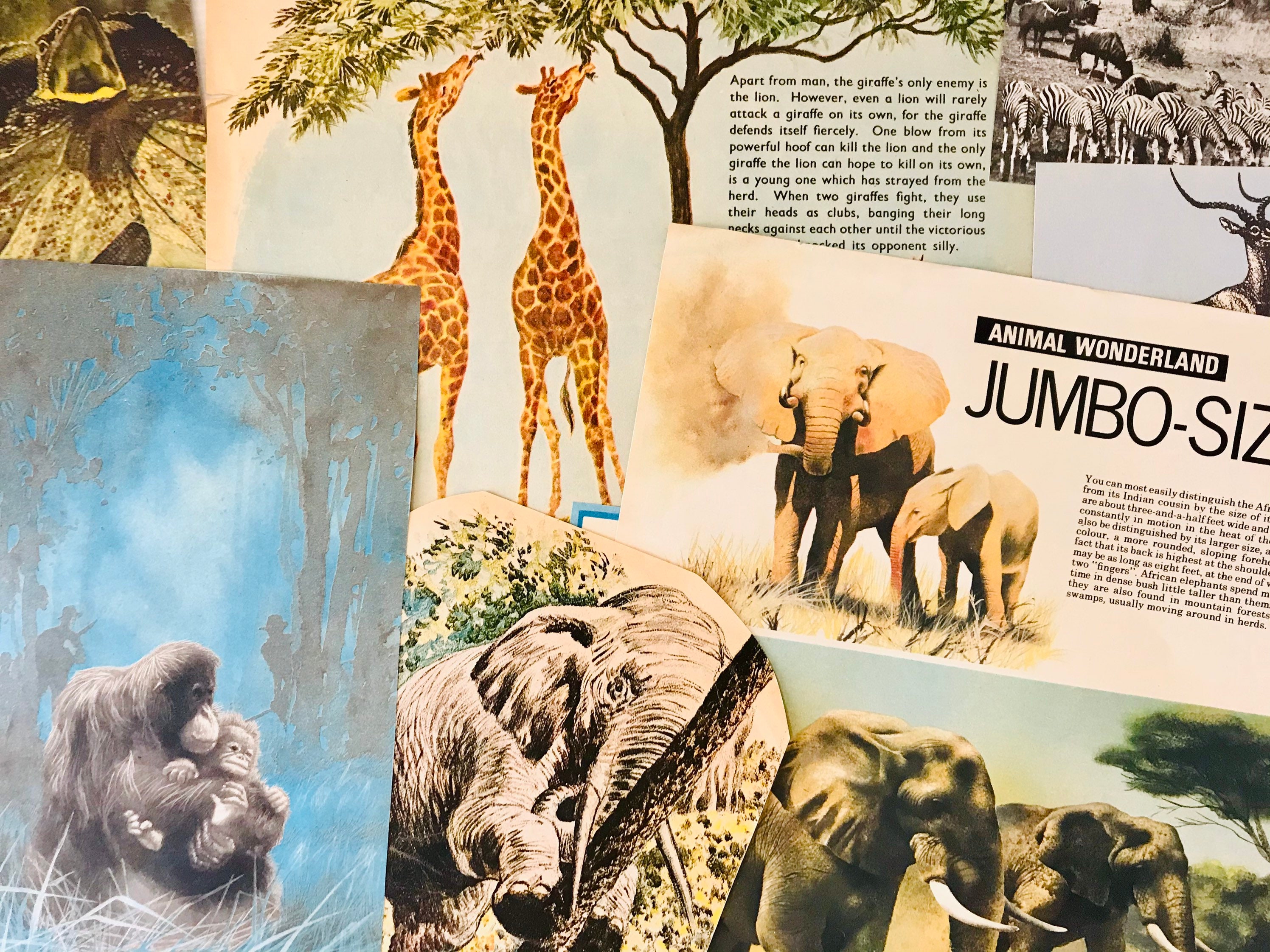 Animal Kingdom collage kit ephemera pack journal paper 50 | Etsy