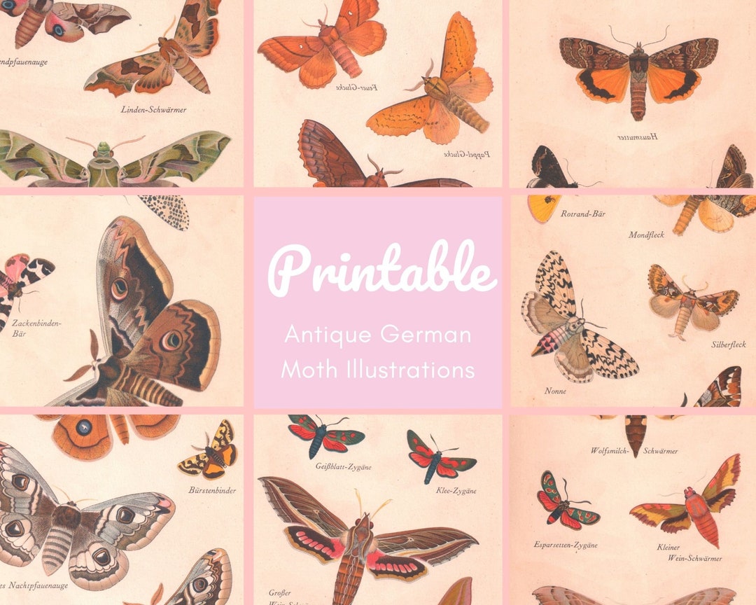 PRINTABLE Antique Moths German Illustrations Encyclopedia Book ...