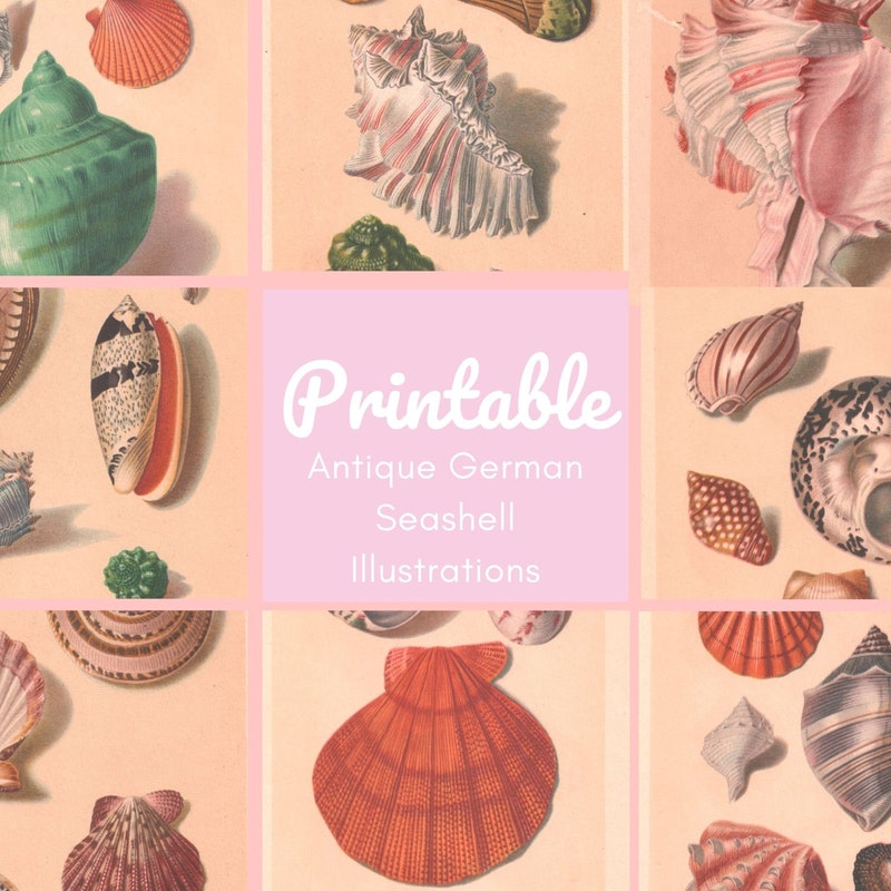 Seashell Journal - Etsy