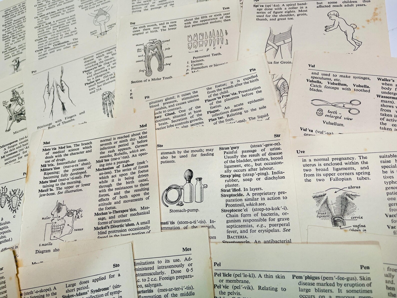1940s Medical Dictionary Pages: Anatomy Ephemera for Collage - Etsy
