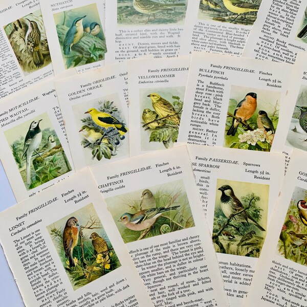 Ephemera Bird - Etsy