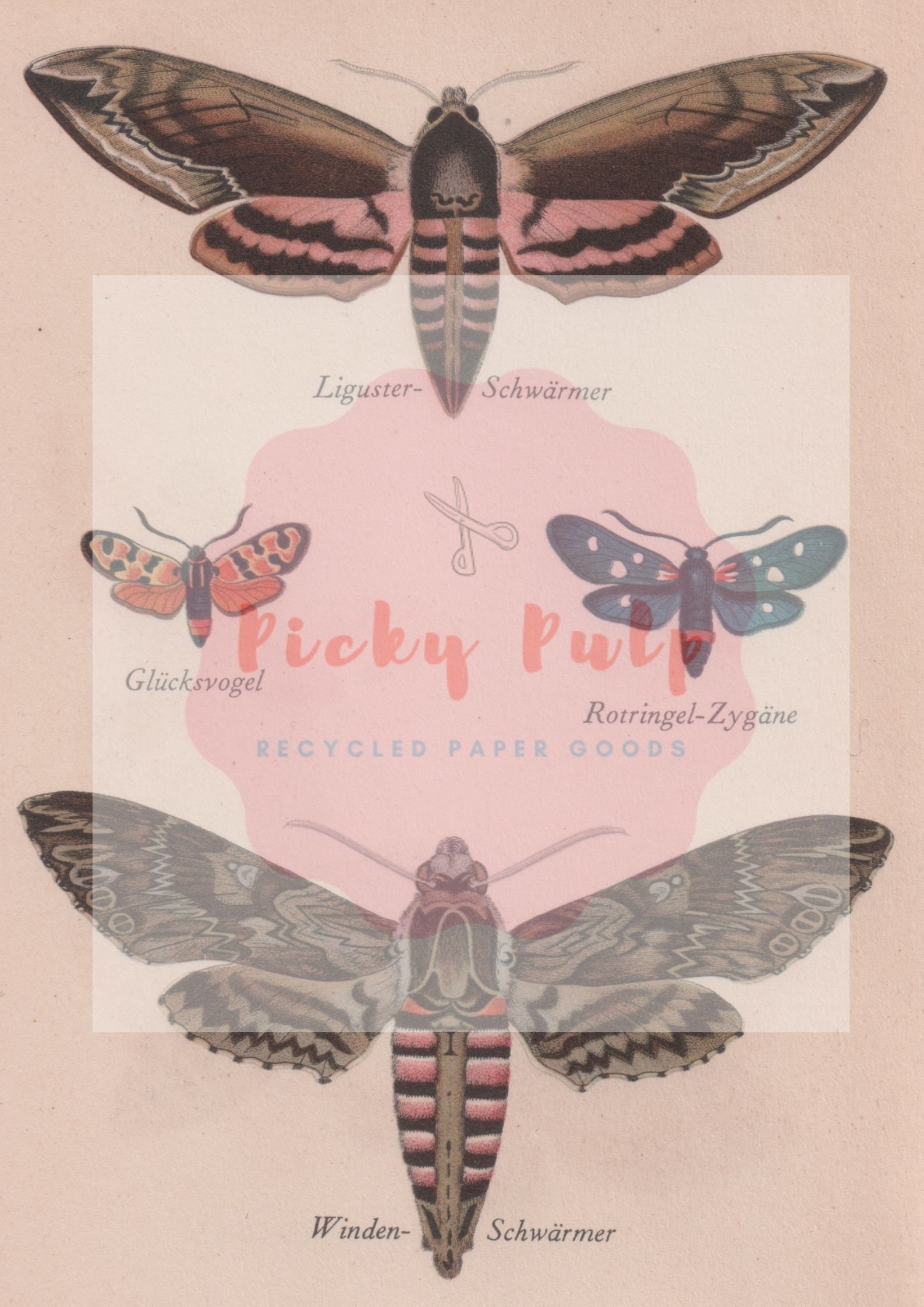 PRINTABLE Antique Moths German Illustrations Encyclopedia Book | Etsy