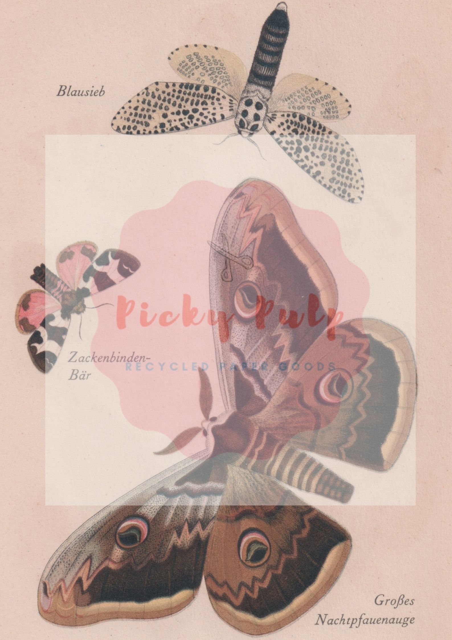 PRINTABLE Antique Moths German Illustrations Encyclopedia Book | Etsy