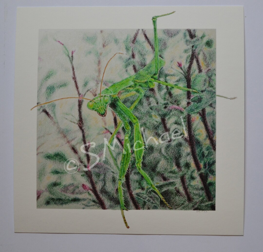 Praying Mantis, Colored Pencil Drawing, Giclee Print, 8 X 8 Inches - Etsy