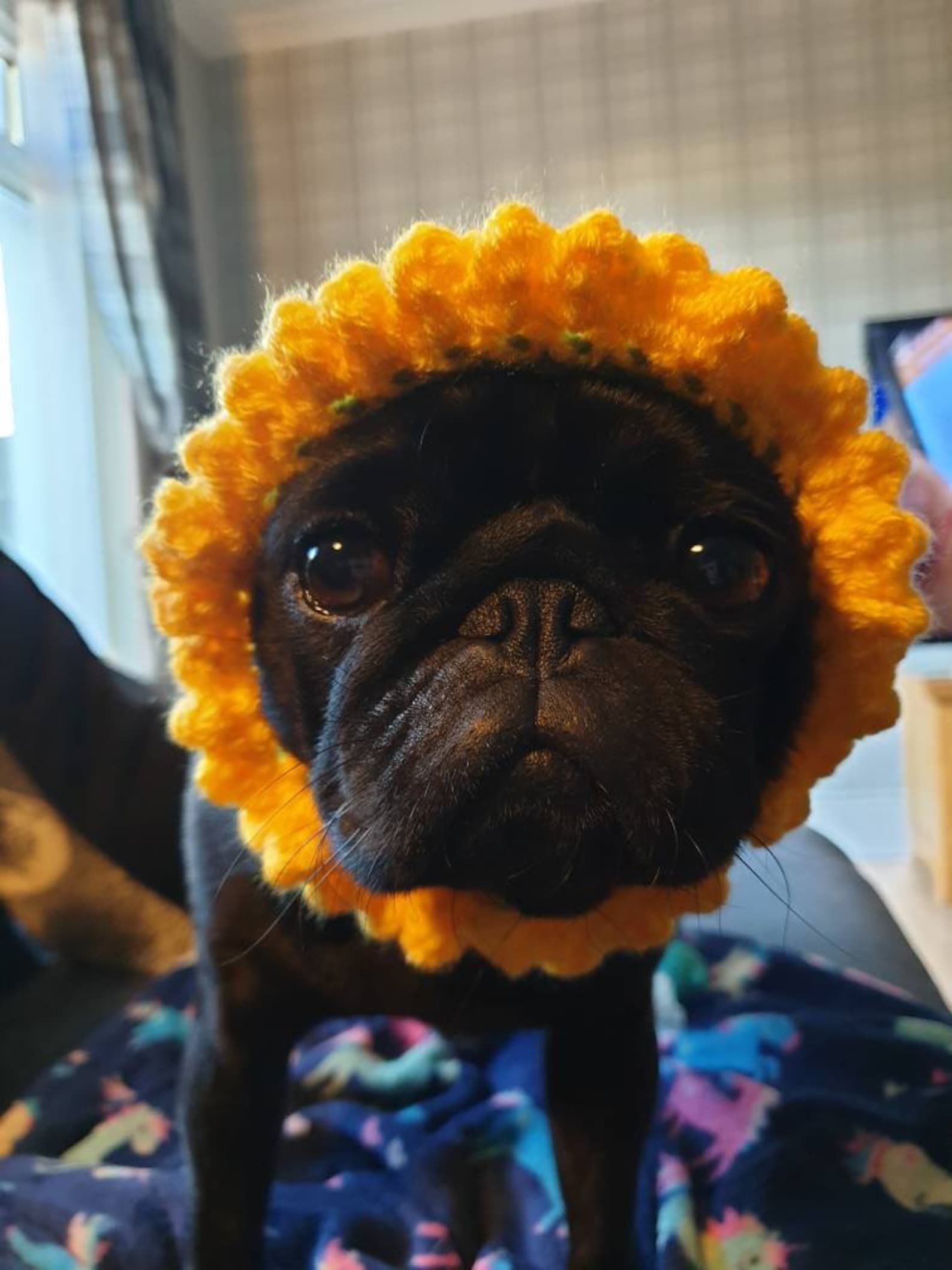 Crochet Flower Dog Hat; Flower Pug Hat; Hats for Dogs; Hats for Pugs ...