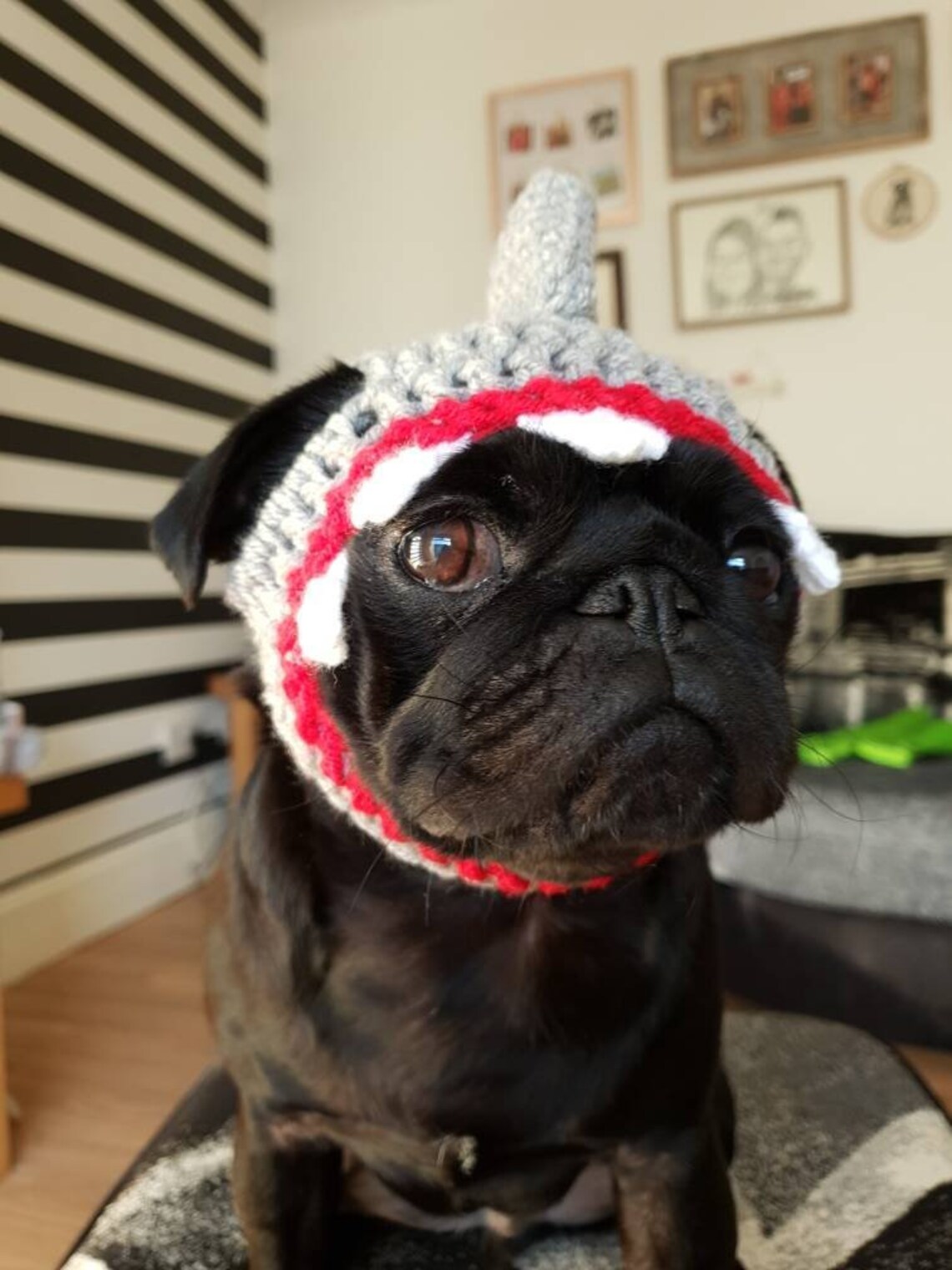 Chewies Shark Dog Hat; Crochet Shark Hat; Shark Pug Hat; Hats for Dogs ...