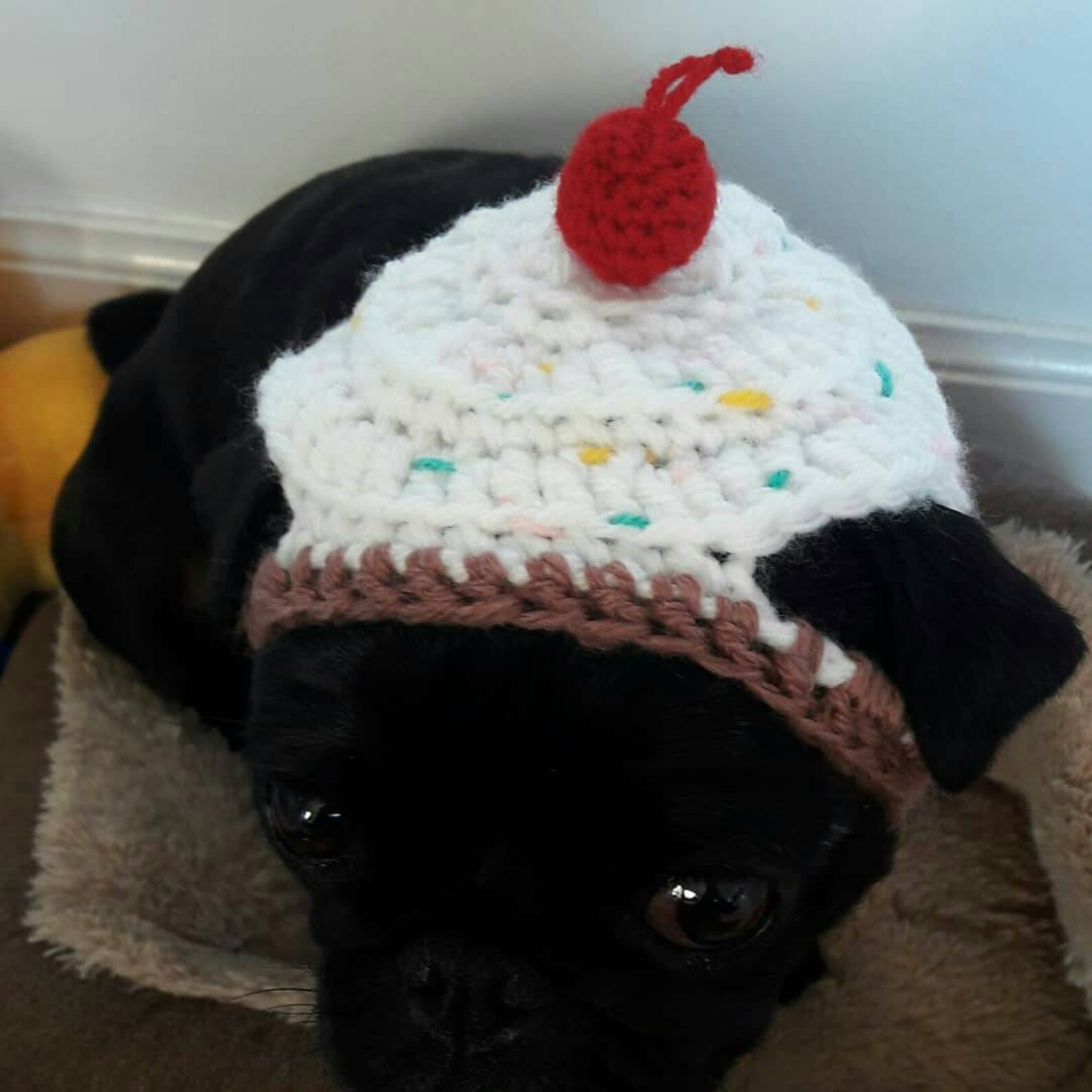 Crochet Cupcake Dog Hat Cupcake Hat Hats for Dogs Hats for - Etsy