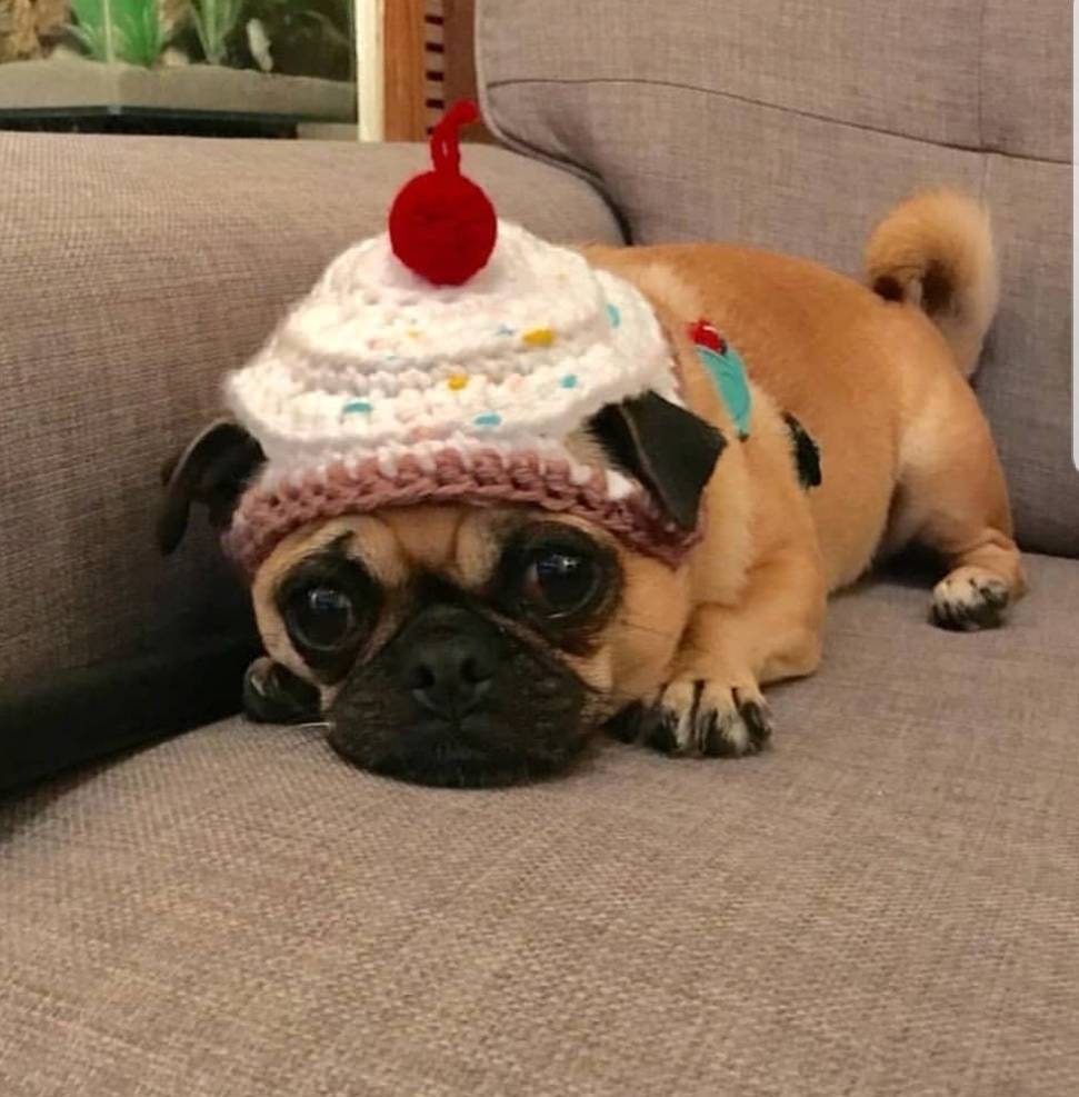 Crochet cupcake dog hat cupcake hat hats for dogs hats for | Etsy
