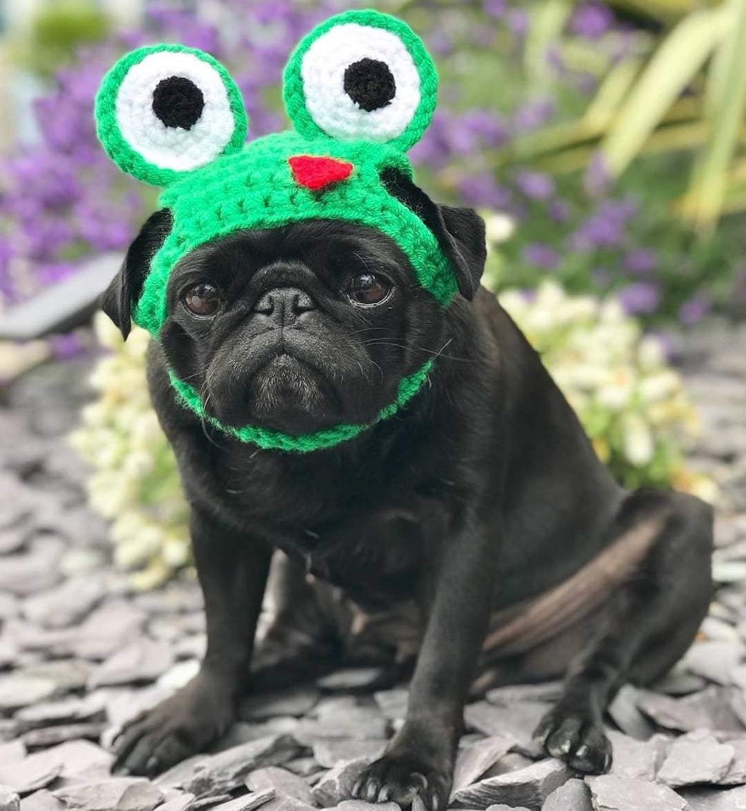 Crochet Frog Dog Hat; Frog Pug Hat; Hats for Dogs; Hats for Pugs ...
