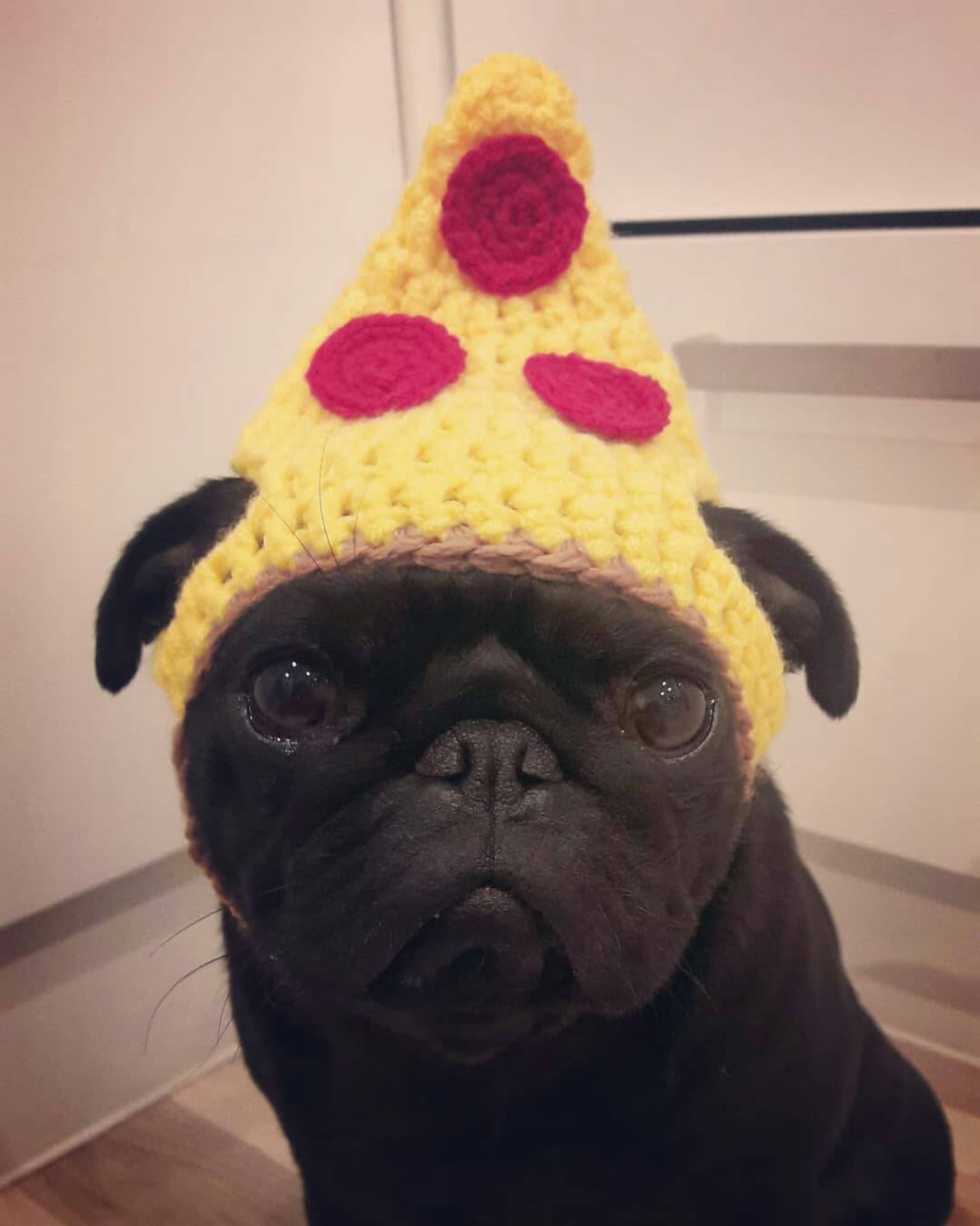 Crochet Pizza Dog Hat; Pizza Hat; Pug Hat; Hats for Dogs; Hats for Pugs ...