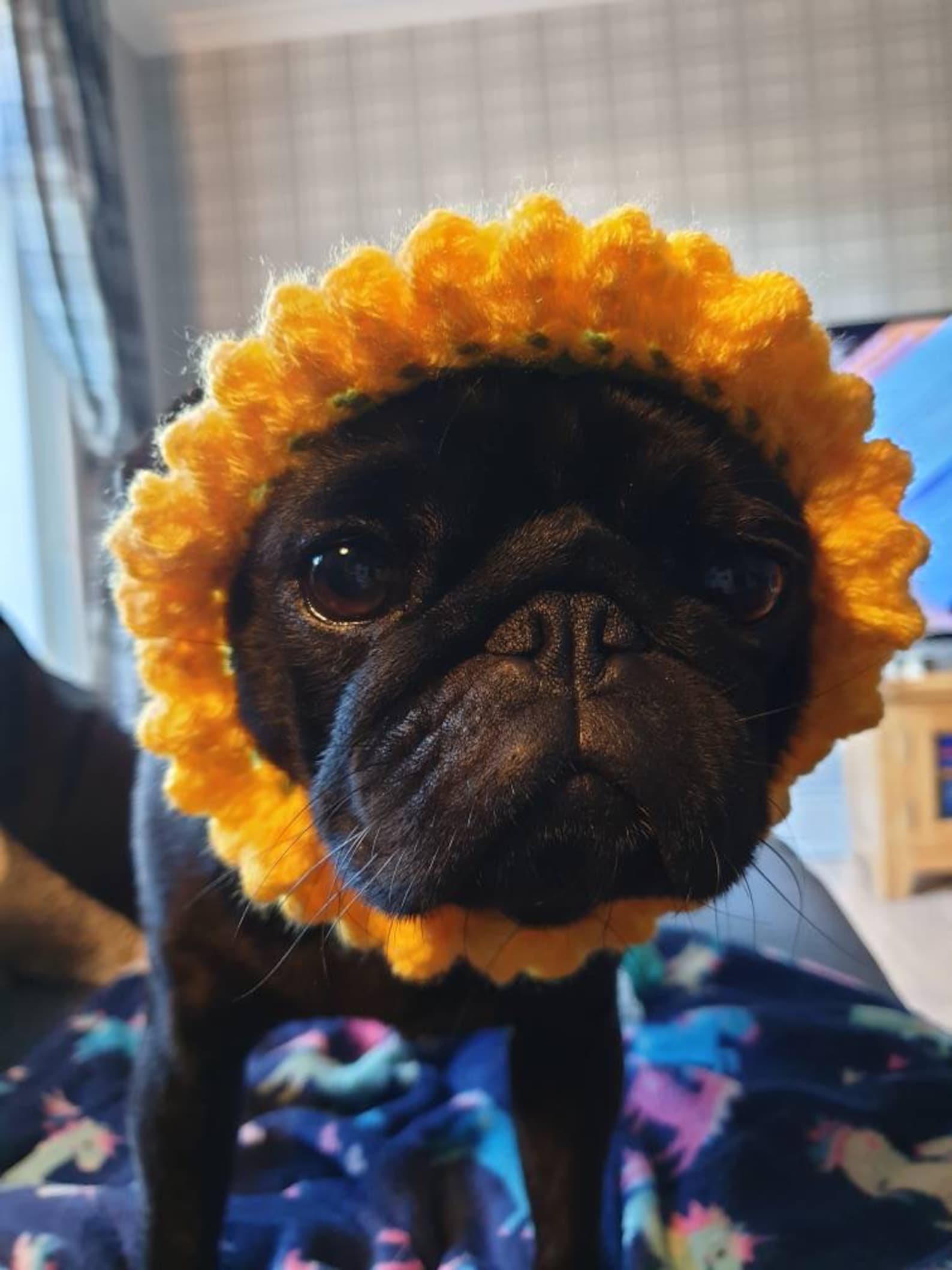 Crochet Flower Dog Hat; Flower Pug Hat; Hats for Dogs; Hats for Pugs ...