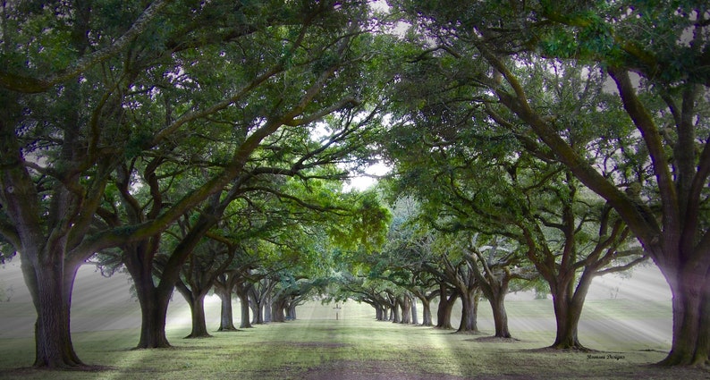 Trees of Light - Etsy