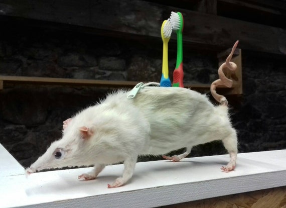Taxidermy Rat Pencil Case | Etsy
