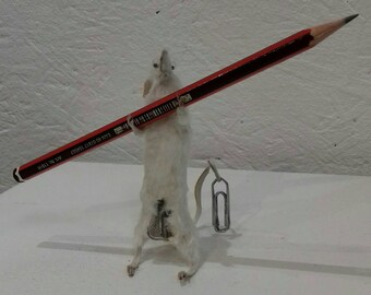 Taxidermy mice | Etsy