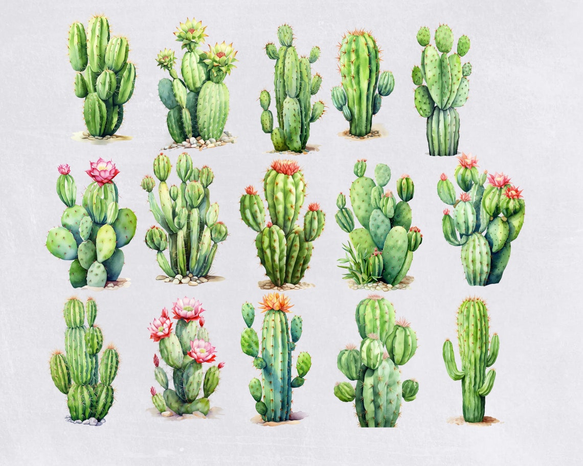Cactus Clipart Bundle, Desert Cacti Png, Watercolor Succulent ...
