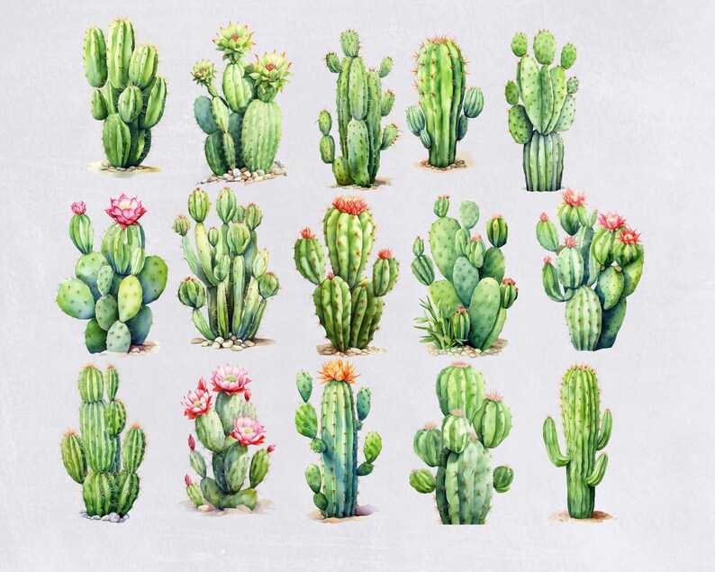 Cactus Clipart Bundle, Desert Cacti Png, Watercolor Succulent ...
