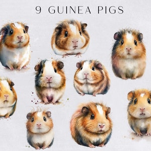 Guinea Pigs Clipart, Watercolor Animals, Clipart for Commercial Use ...