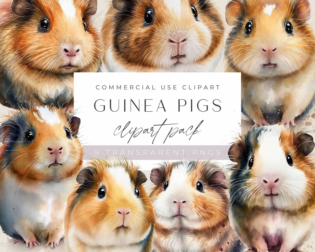 Guinea Pigs Clipart, Watercolor Animals, Clipart for Commercial Use ...