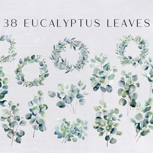 Watercolor Eucalyptus Leaves Clipart, Wreaths, Greenery, Green Foliage ...