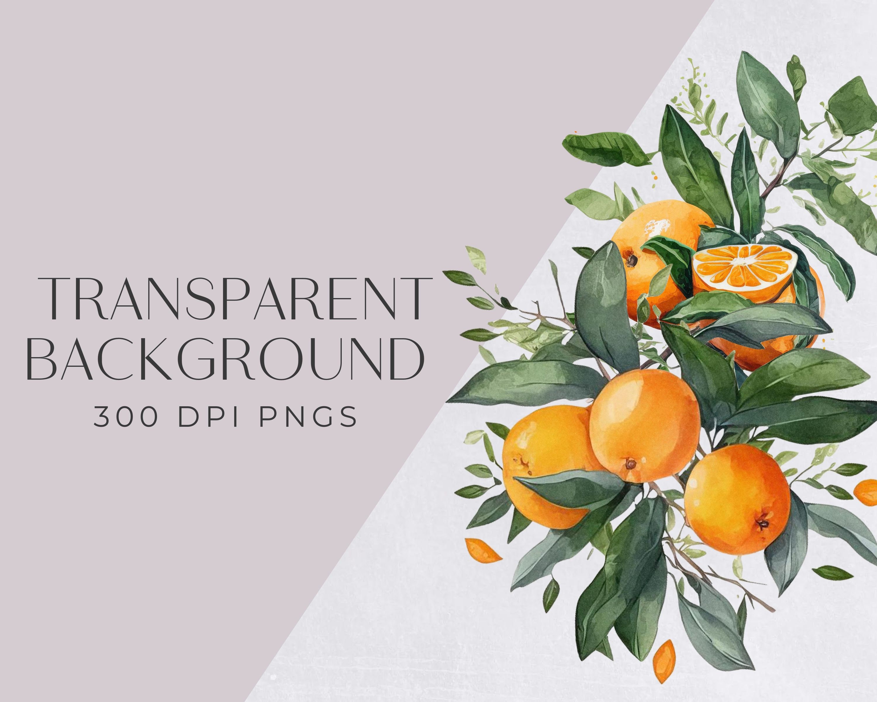 Watercolor Oranges Clipart , Tropical Summer Clip Art for Commercial ...