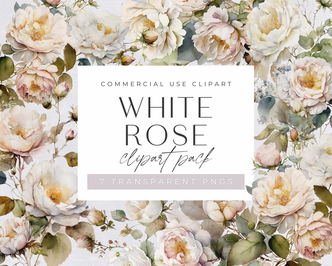 White Roses Watercolor Clipart, Transparent Floral Png Clip Art, White ...