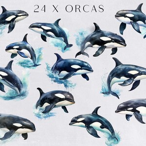 Orca Whale Clipart, Killer Whale, Marine Mammals, Big Fish, Ocean Life ...
