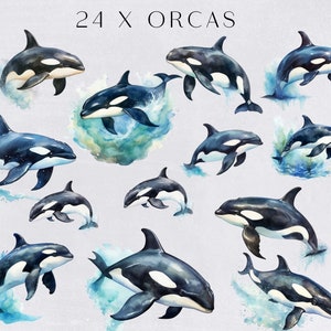 Orca Whale Clipart, Killer Whale, Marine Mammals, Big Fish, Ocean Life ...