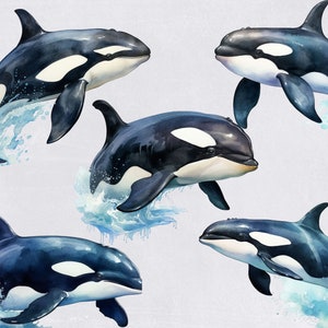 Orca Whale Clipart, Killer Whale, Marine Mammals, Big Fish, Ocean Life ...