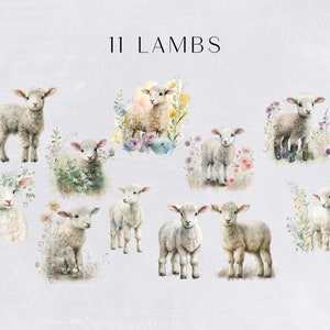 Watercolor Spring Lamb Clipart Pack, Clipart for Commercial Use ...